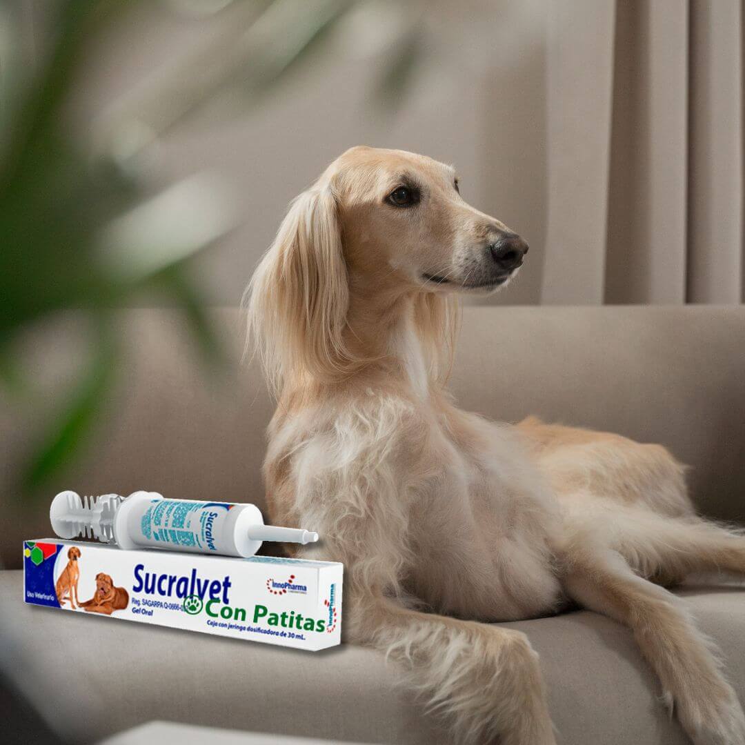 Sucralvet Protector Gástrico para Perros – Con Patitas
