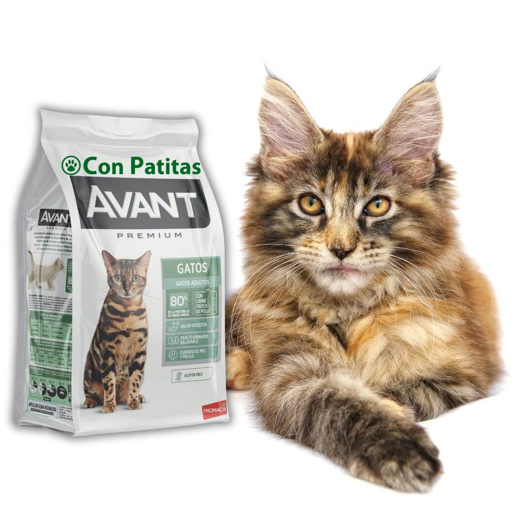 Avant Gatos Adultos Premium – Con Patitas