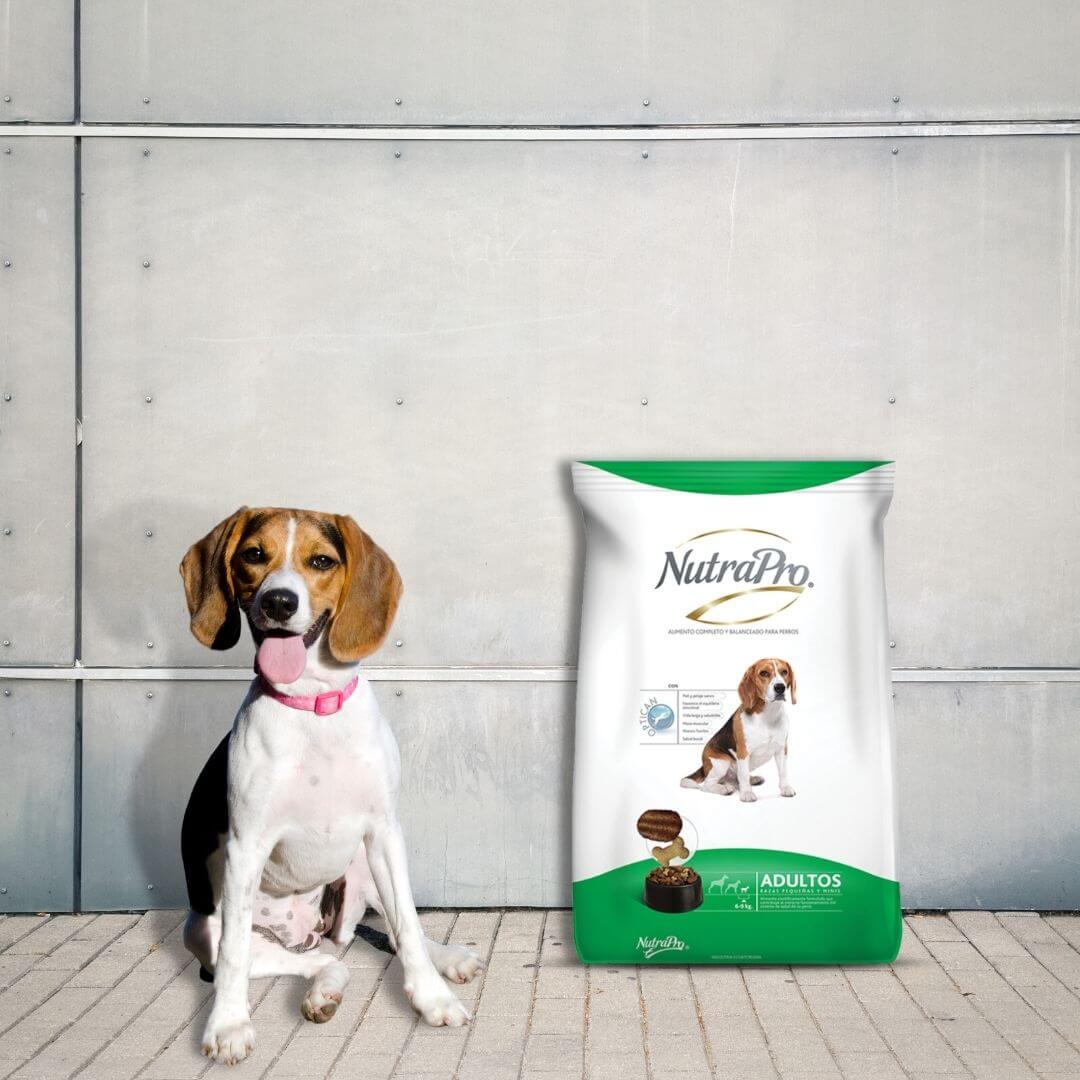 Nutra Pro a domicilio adultos razas peque–as para perro – Con Patitas